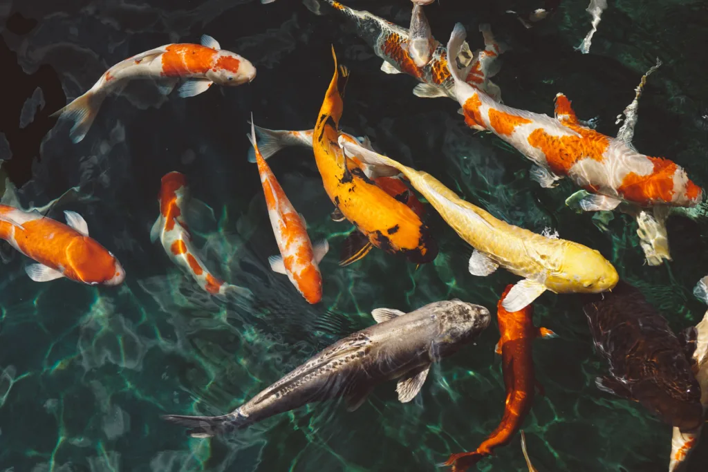 How Big Do Koi Fish Get? Your Guide to Understanding Koi Size