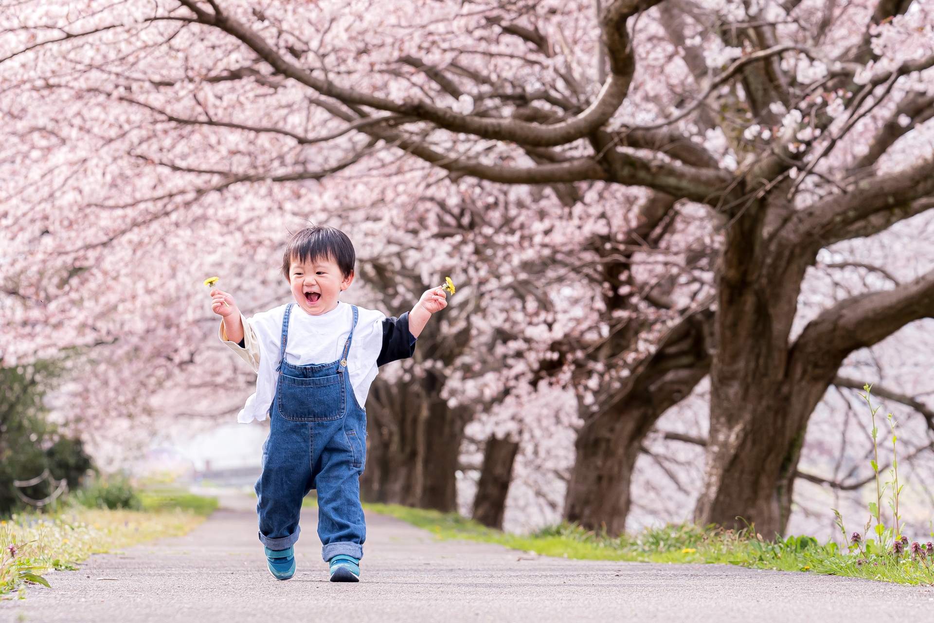 What is Showa Day? Honoring Enlightened Peace